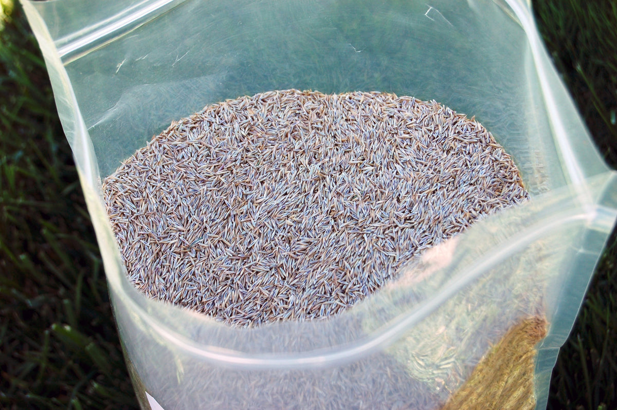 Creeping Red Fine Fescue Seed | Eretz Seed – Eretz Home